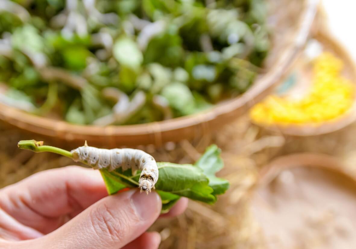 Los 20 insectos más extraños del mundo – Página 4 – homenal