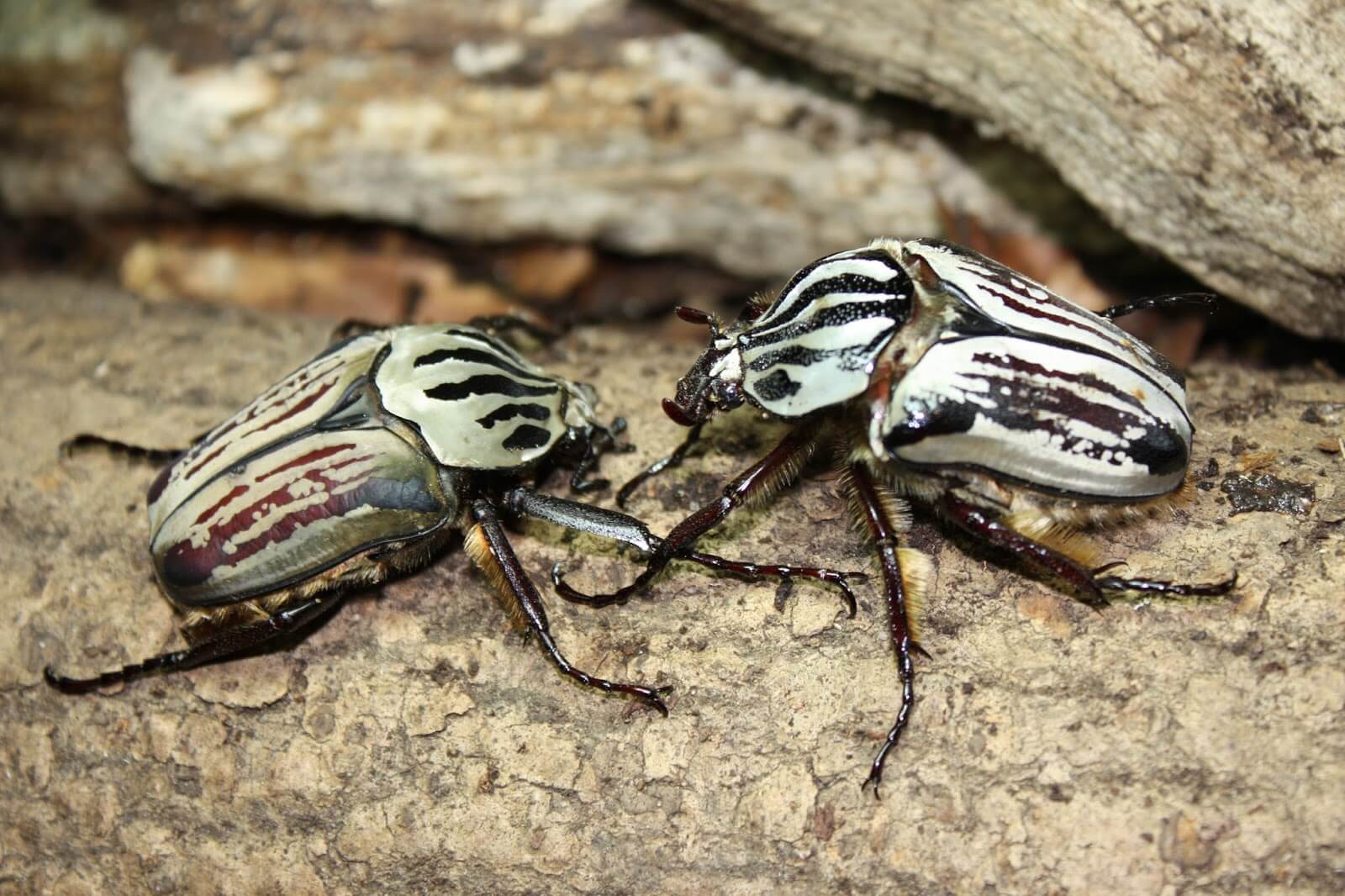 Los 20 insectos más extraños del mundo – Página 17 – homenal