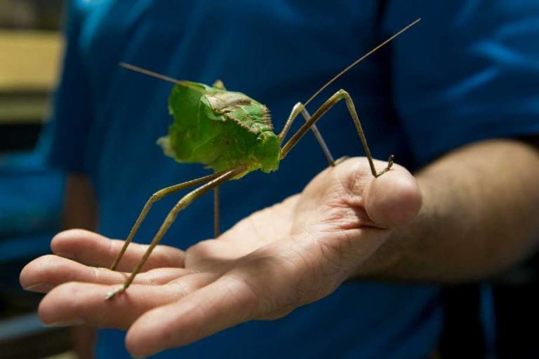 Los 20 insectos más extraños del mundo – Página 10 – homenal