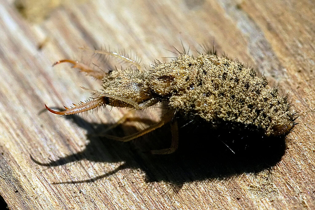 Los 20 insectos más extraños del mundo – Página 16 – homenal