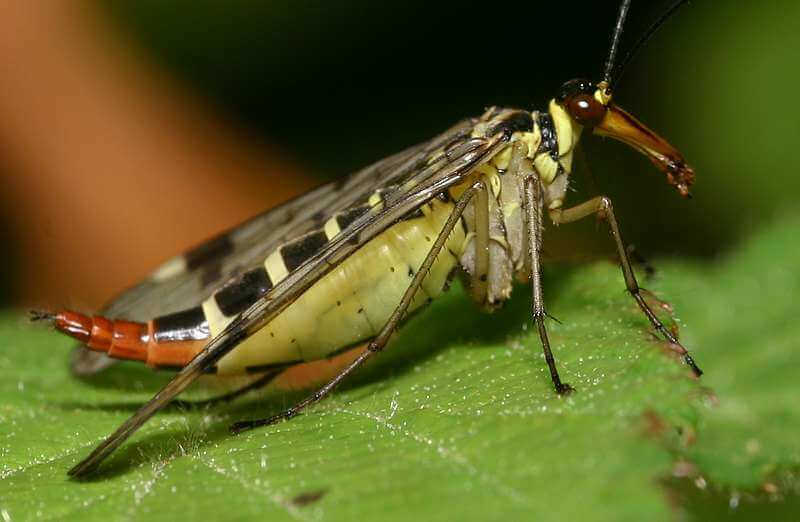 Los 20 insectos más extraños del mundo – Página 3 – homenal